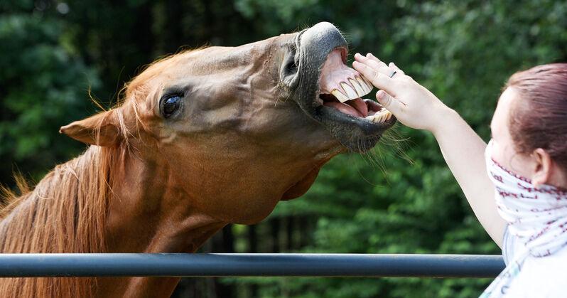Two-time Whitney winner Commentator dies at 24 | Horse Racing ...