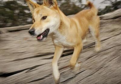 Backlash as Australia kills dingoes after backpacker death | National ...