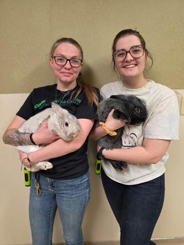 Soft Paws: My cat with arthritis | Hudsonvalley360.com | dailygazette.com