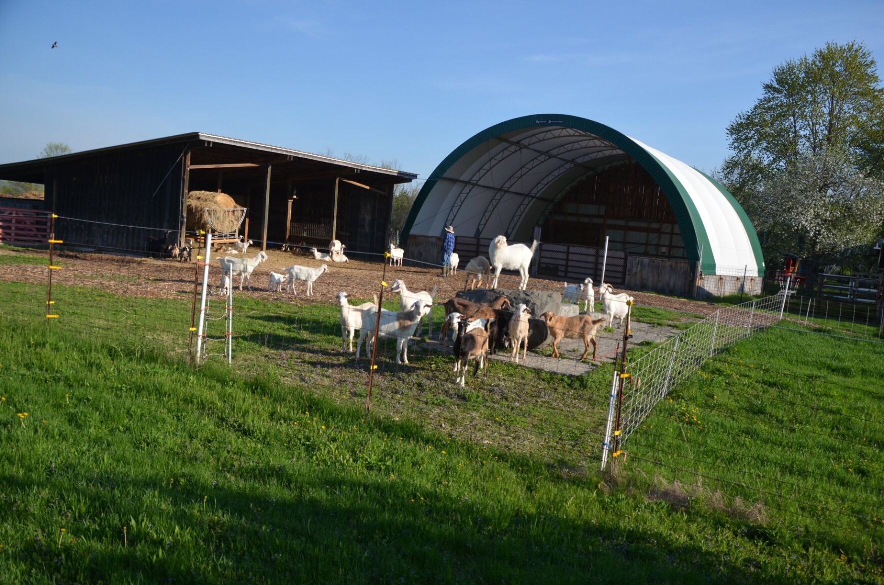 Athens farm recognized for its longevity | News | dailygazette.com