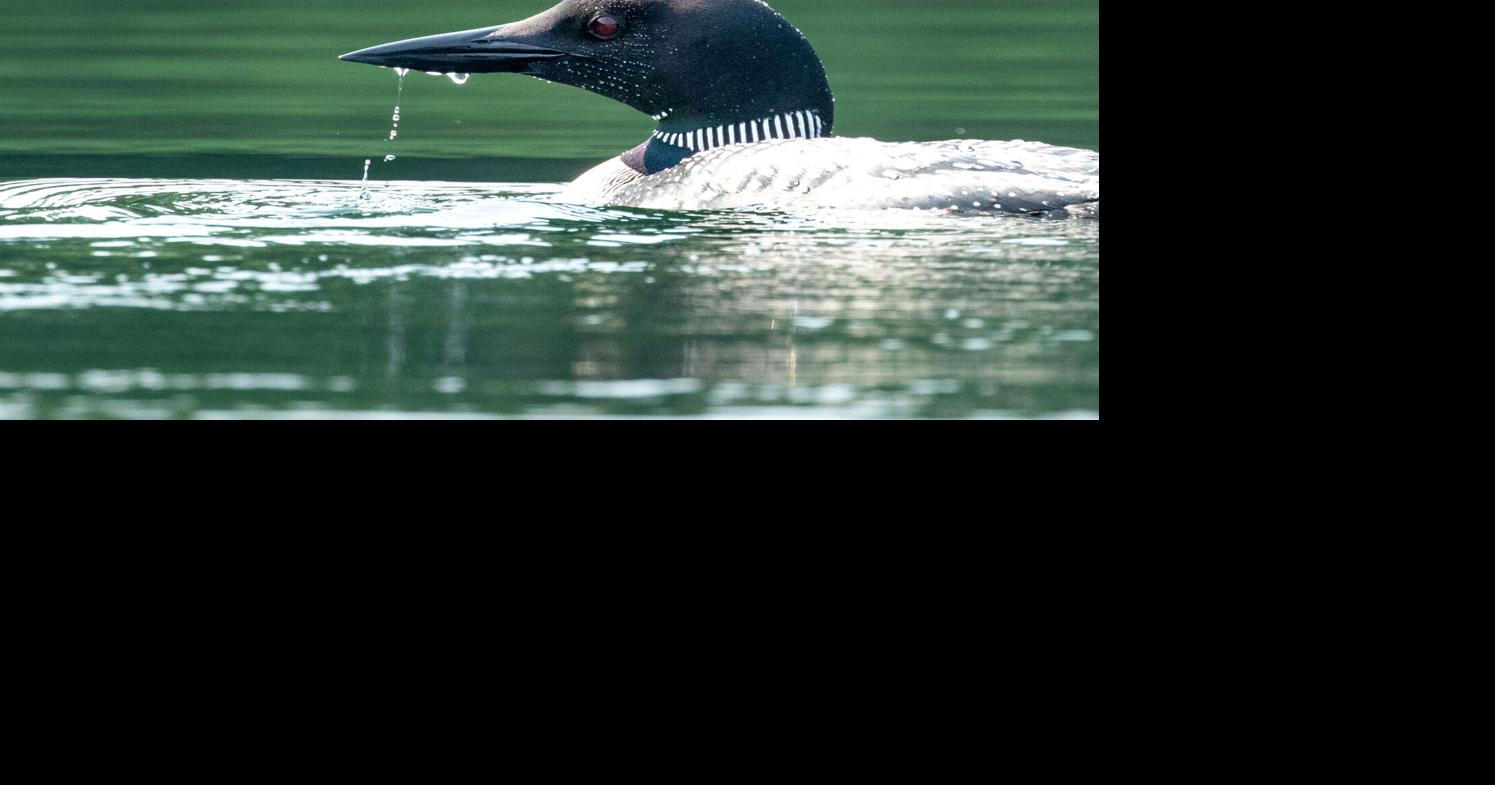 Looning on Moreau Lake, most striking of Adirondack lore | Life & Arts ...