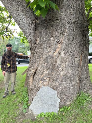 Largest silver maple in New York found in Montgomery County | News ...