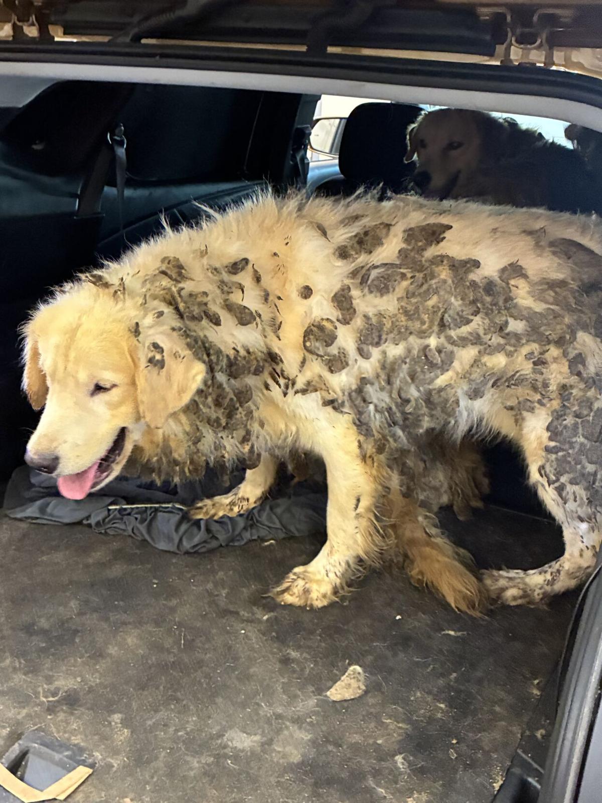 Sheriff: Milton man kept 55 dogs in 'deplorable conditions' | Police ...