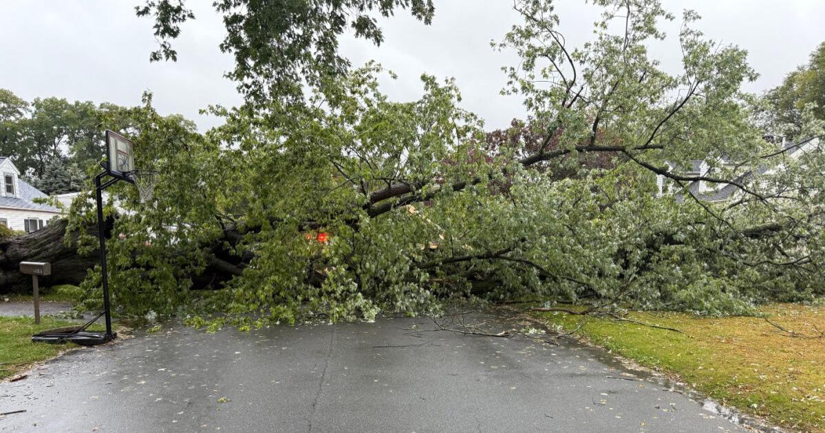 Falling Rotterdam tree just misses car with 3 kids inside | Local News ...