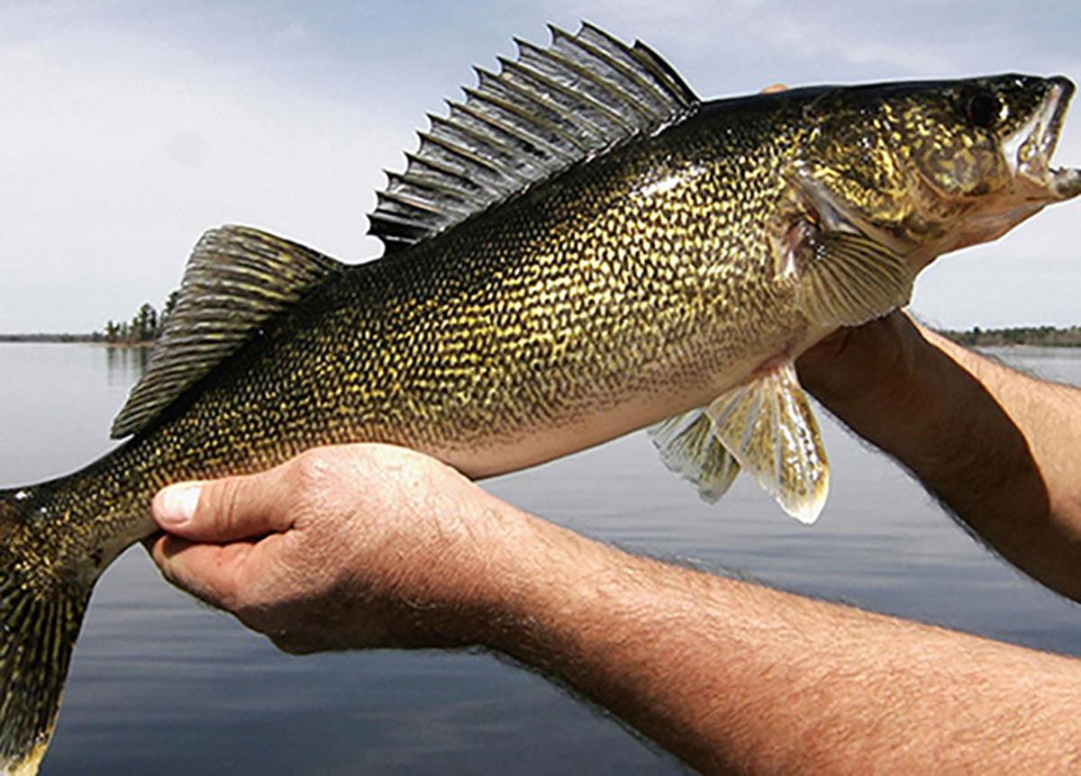 walleye uk