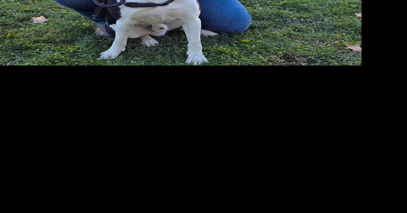 How to get pets through the sub-freezing temperatures - Soft Paws ...