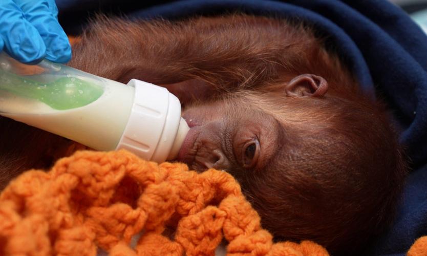 Beautiful baby orangutan born via rare C-section | National ...