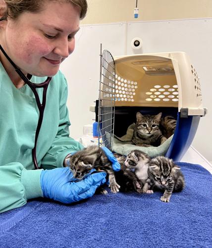 Animal Chronicles: Responsible pet ownership | Life & Arts ...