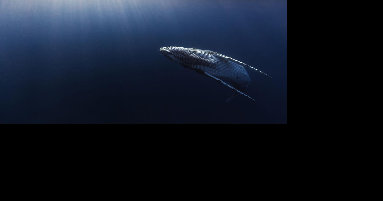 Whale urine helps move nutrients across the ocean in ‘conveyor belt ...