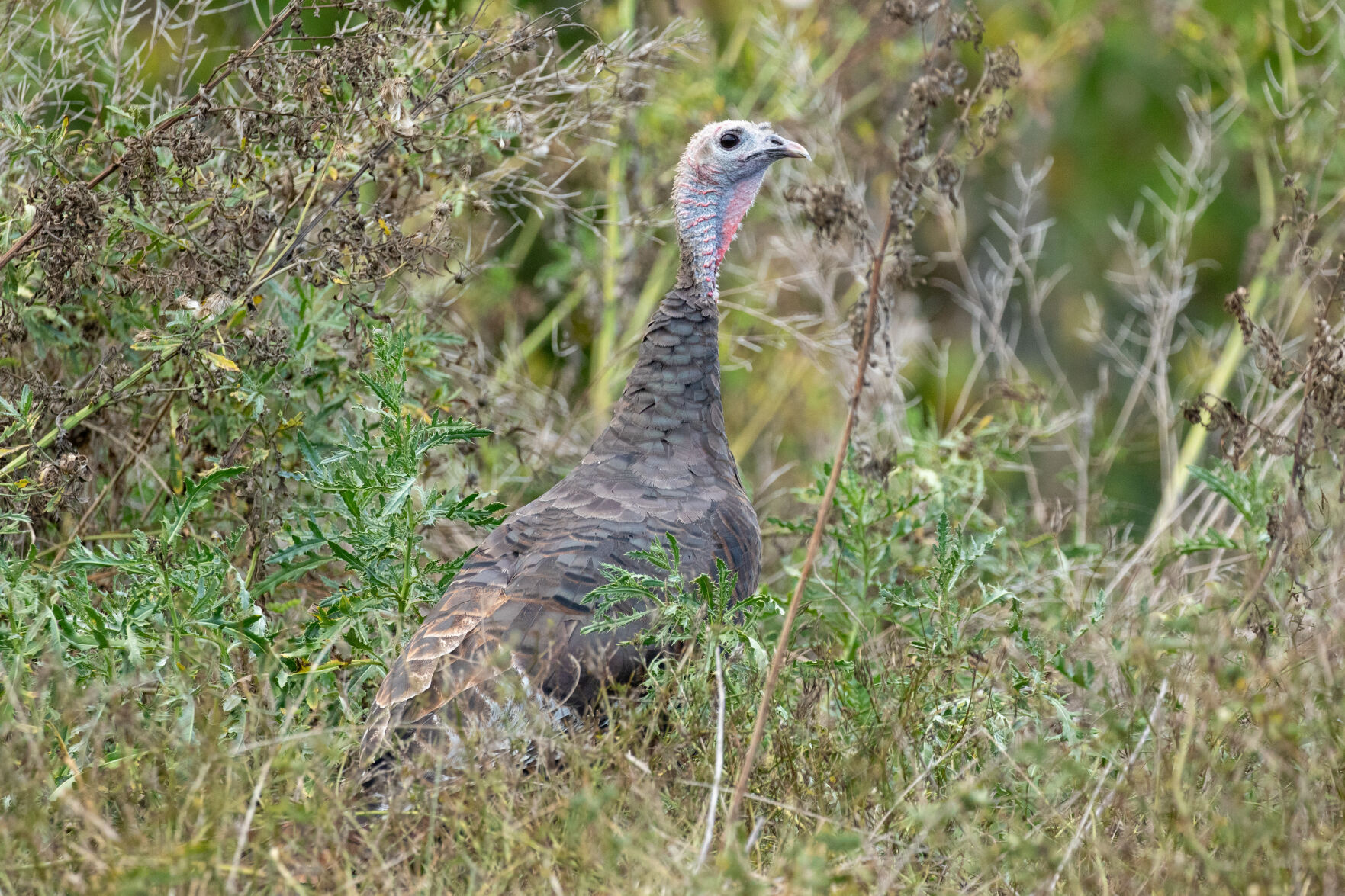 Conservation efforts see return of New York turkeys | History ...