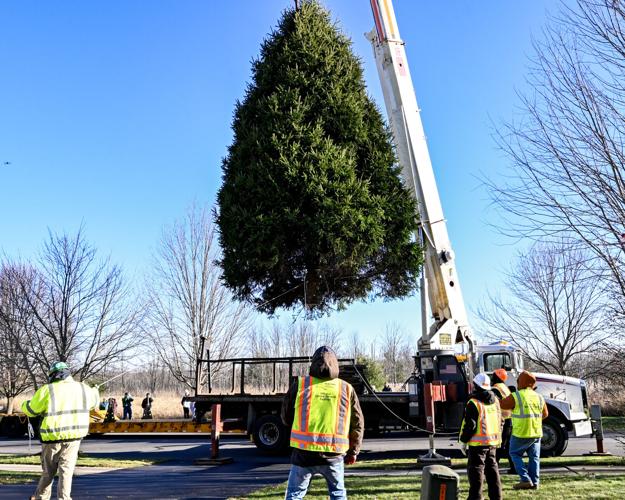 Malta holiday tree begins journey to the Capitol | Local News ...