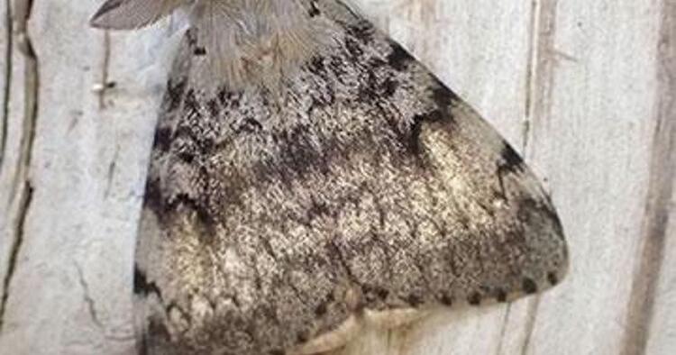 Spongy moth invasion a nuisance and a danger | Columbia County ...