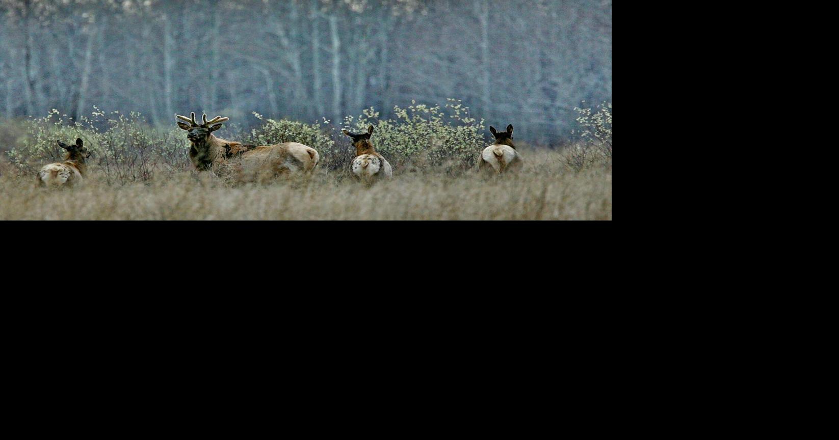 Dennis Anderson: Minnesota’s elk will remain in the northwest — not the ...