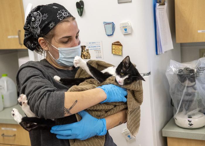 Shenendehowa grad Dinardi pursues pro wrestling dream | Sports ...