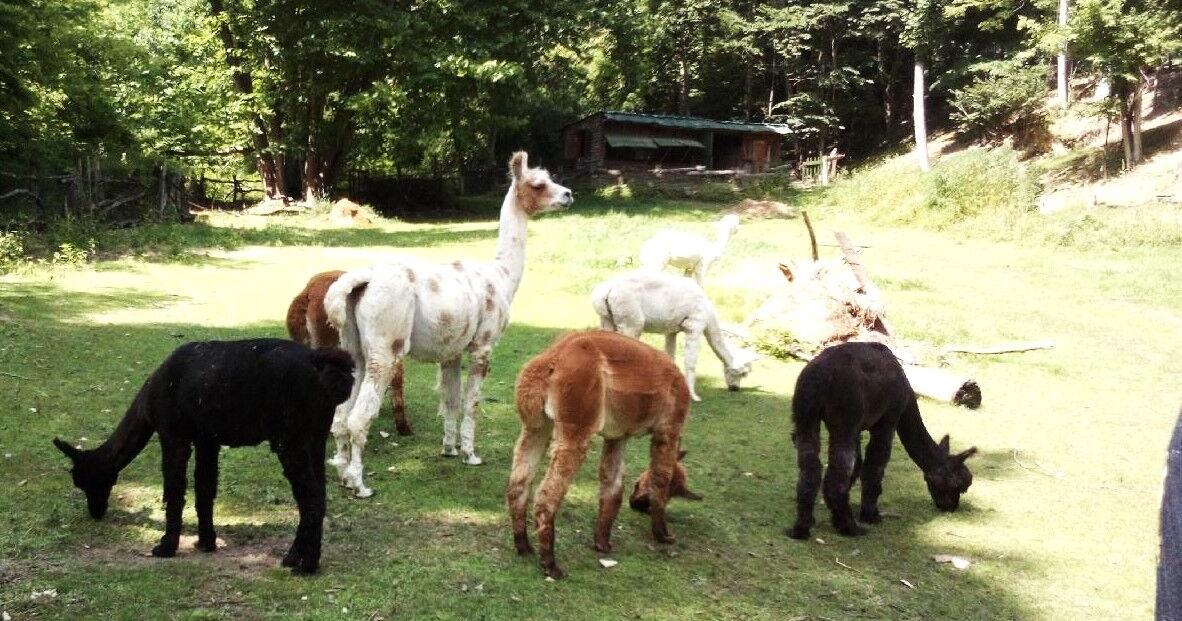 Honoring alpaca: A local owner talks about his herd | News ...