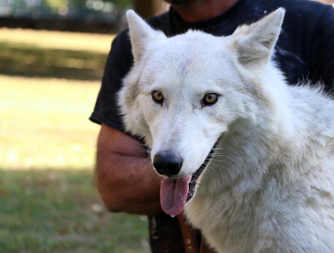 Preschoolers learn about wolf dogs | News | dailyindependent.com