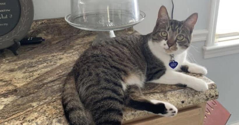 Pet of the Week: Izzy | News | dailyindependent.com