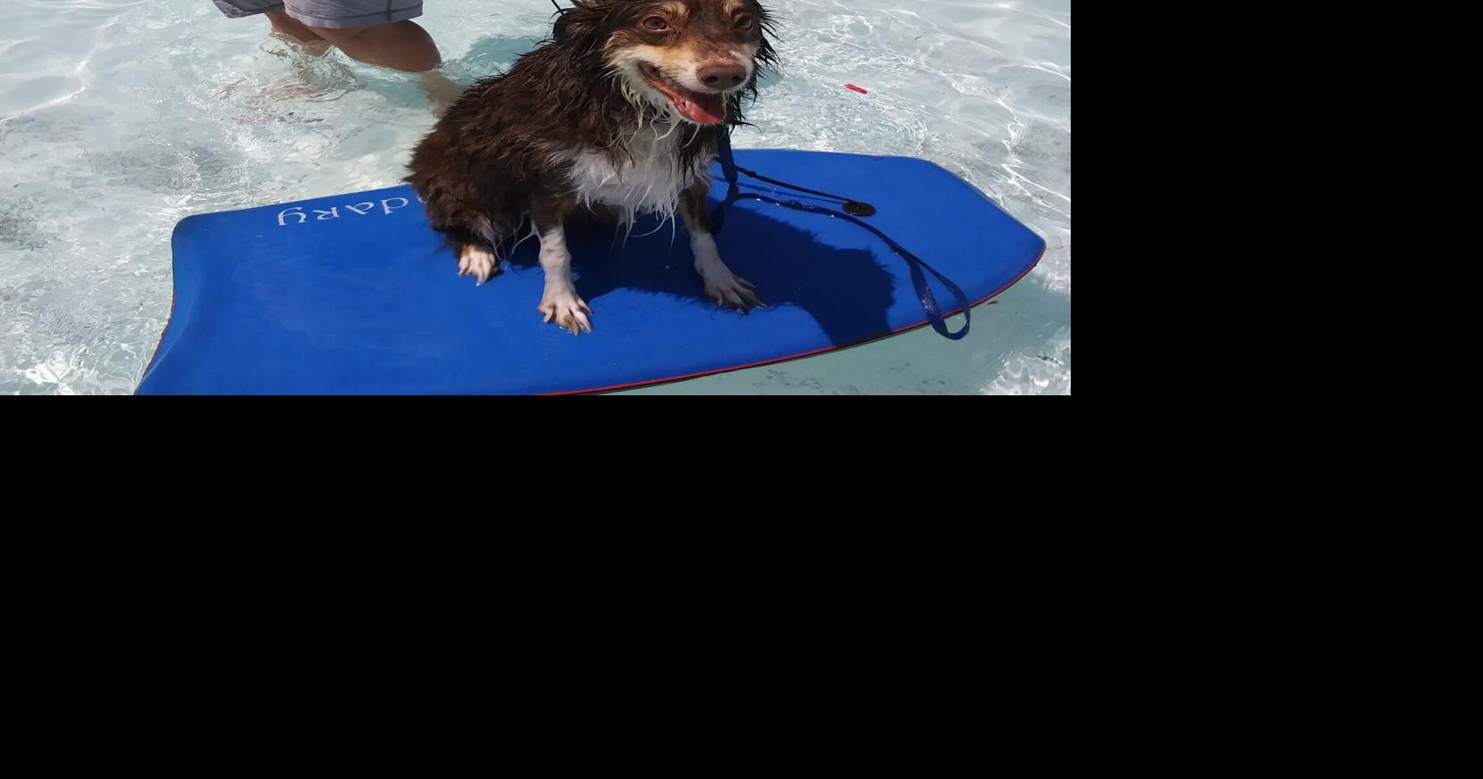Dog Day afternoon at Dreamland Pool | News | dailyindependent.com