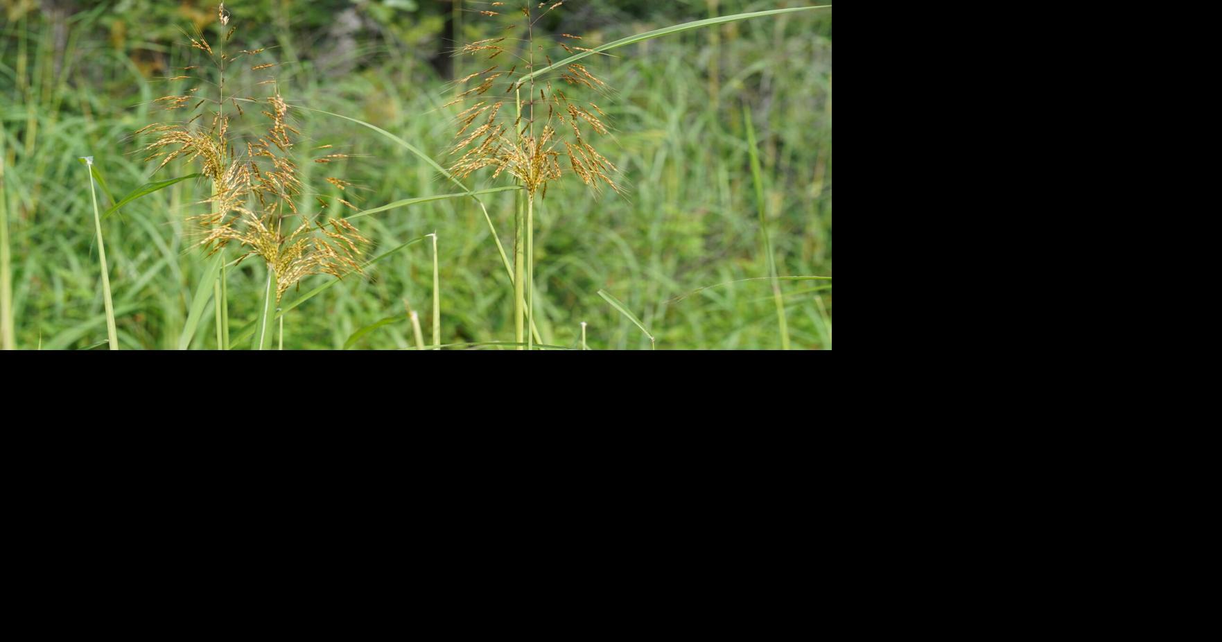 Johnsongrass,Or,Sorghum,Halepense,,Sudan,Grass | | dailyindependent.com
