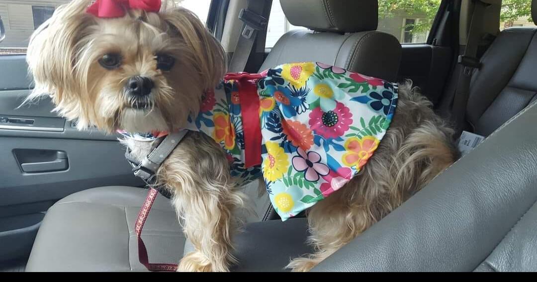 Pet of the Week | News | dailyindependent.com