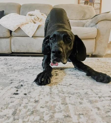 Pet of the Week: Blu | News | dailyindependent.com