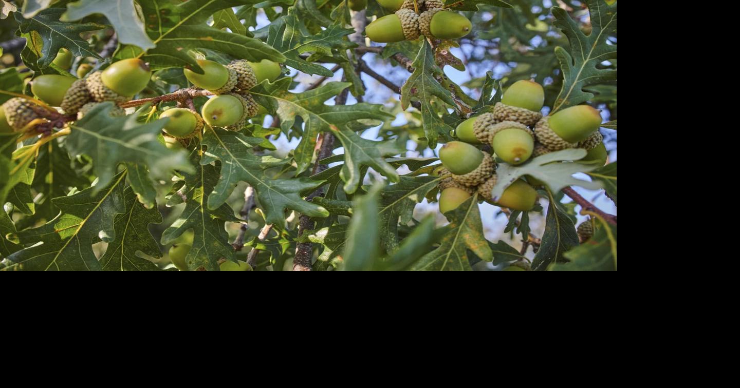 If it seems like there are a lot of acorns this fall, you might be ...
