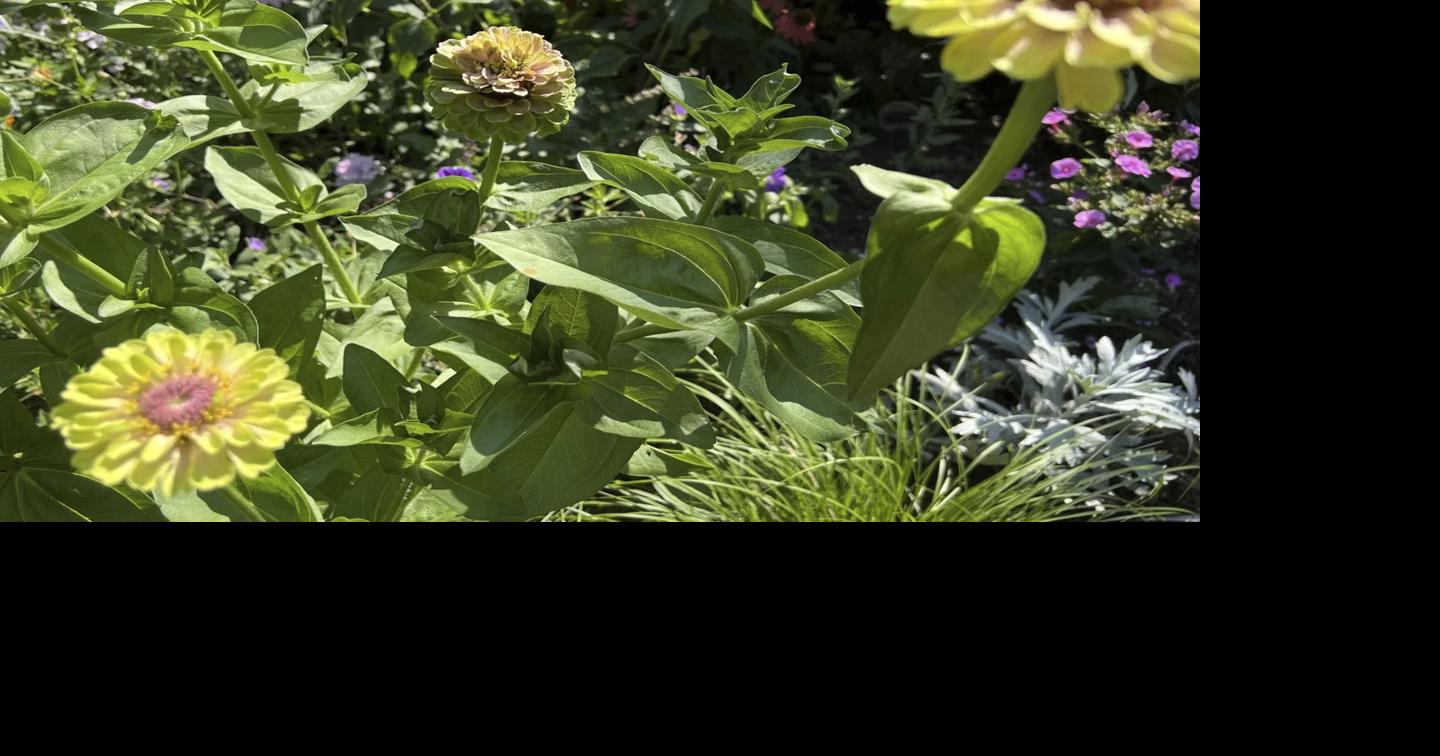 JESSICA DAMIANO: Annuals and perennials | News | dailyindependent.com