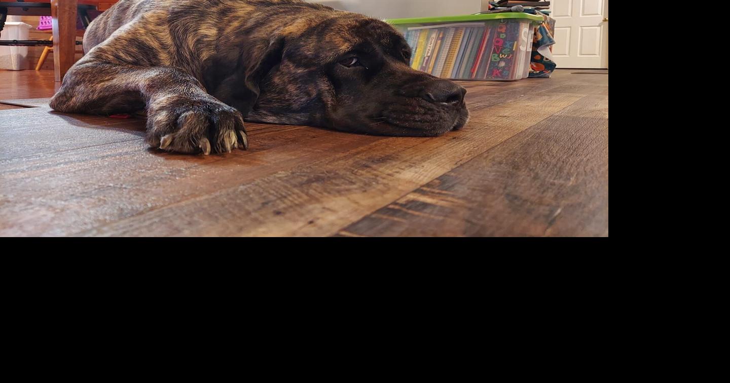 Pet of the Week: Jazzy | News | dailyindependent.com