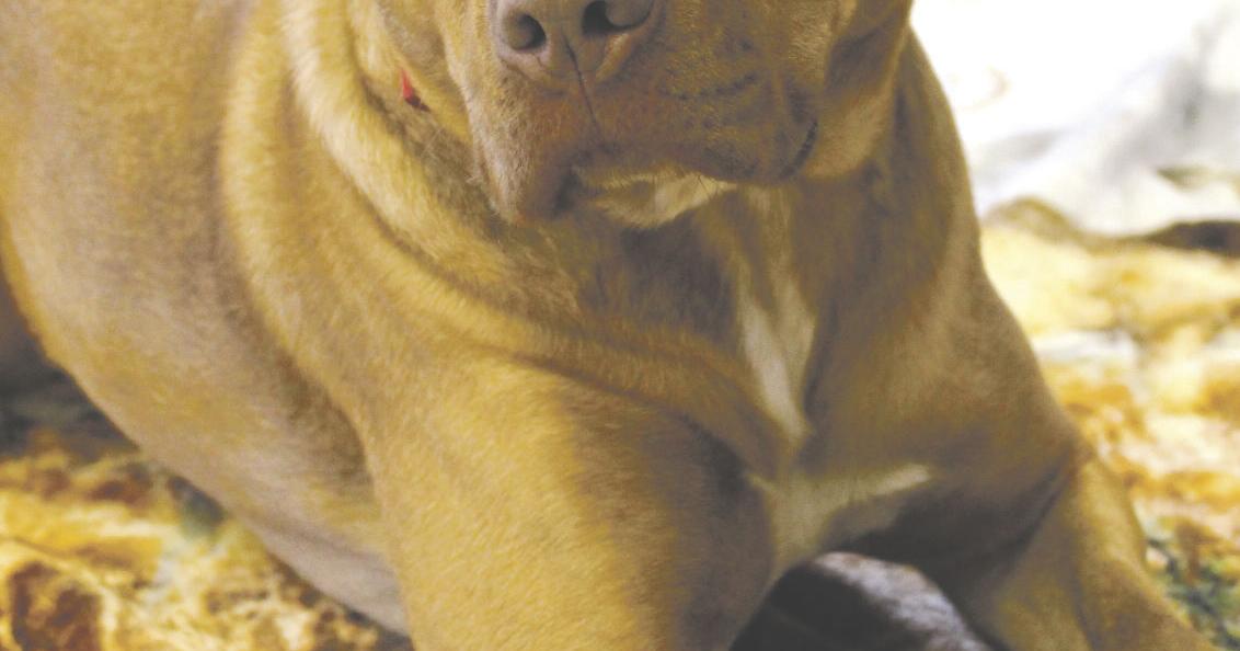 Pet of the Week: Tupac | News | dailyindependent.com