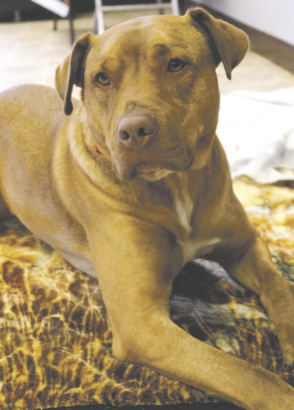 Pet of the Week: Tupac | News | dailyindependent.com