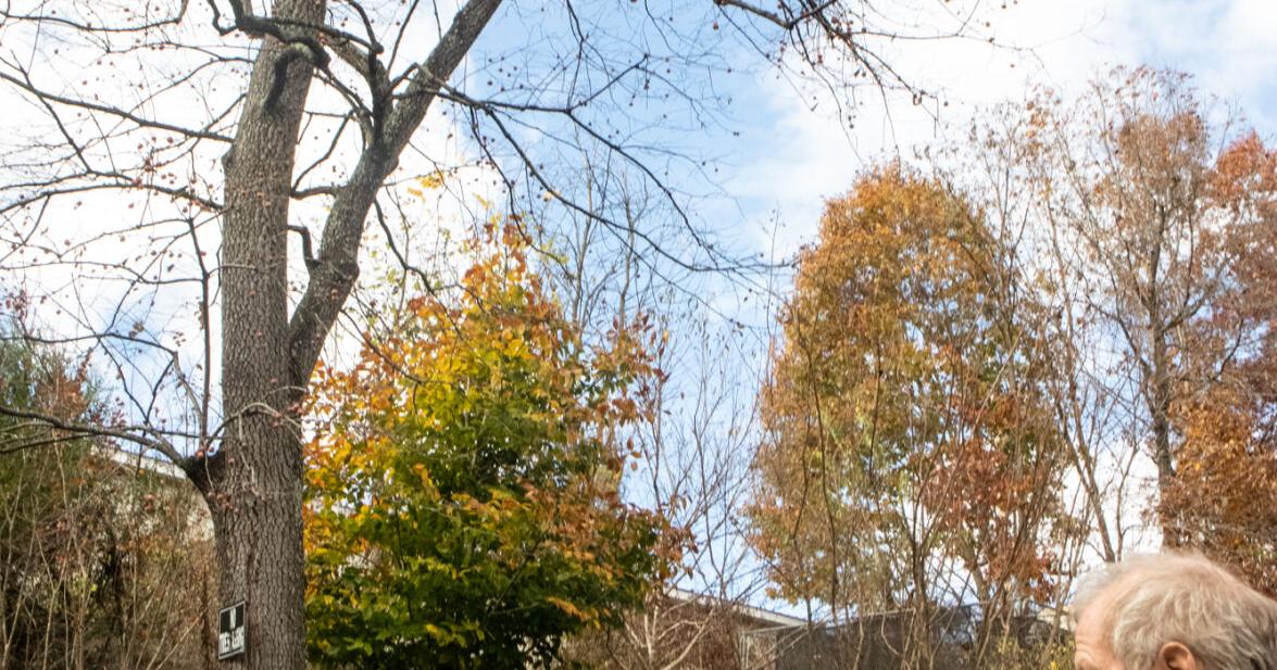 Local persimmon tree falls a little short | News | dailyindependent.com