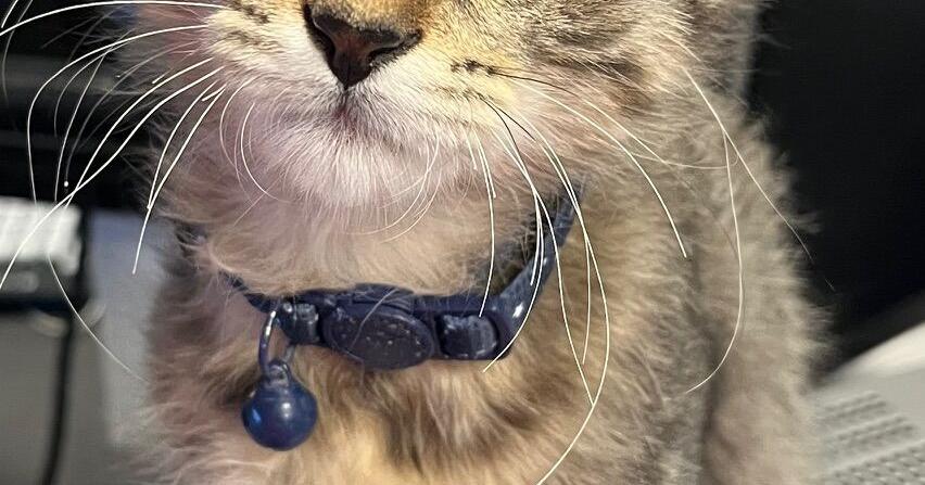Kevin the cat moves into Boyd 911 office | News | dailyindependent.com