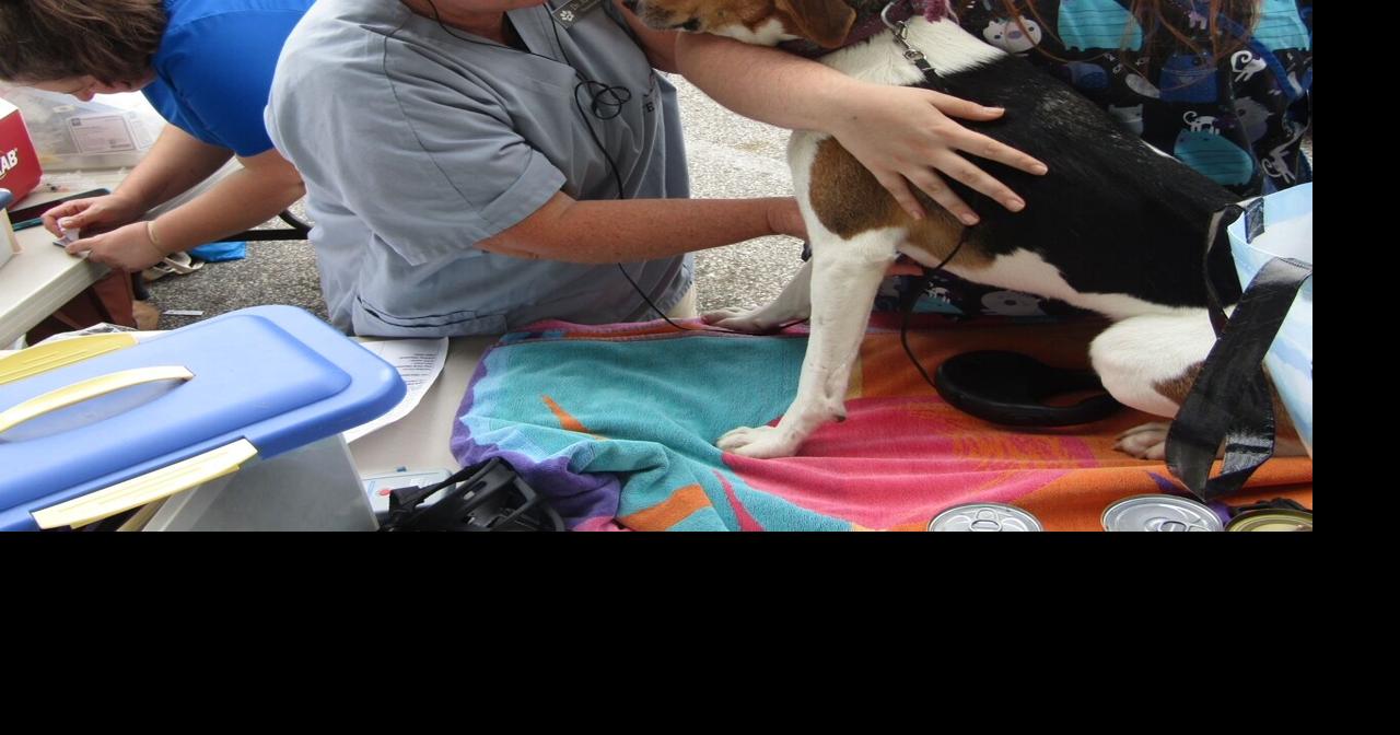 Street clinic provides services to animals in need | News ...