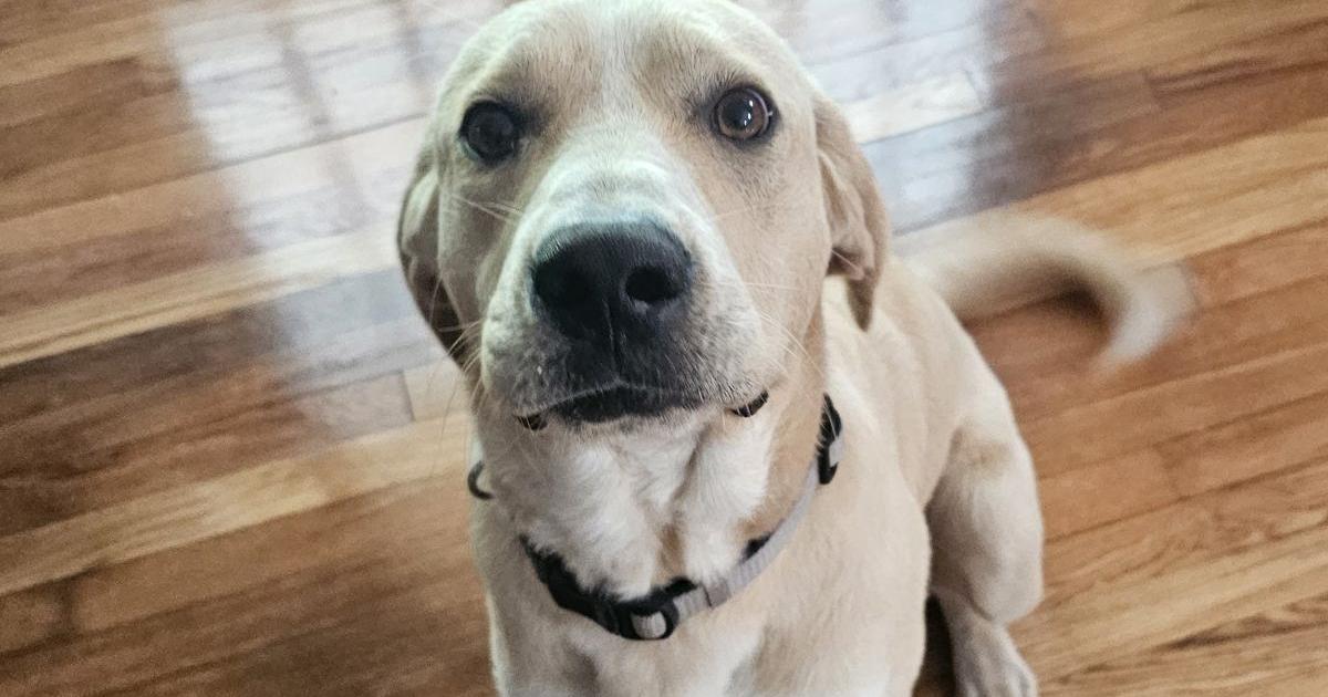 Pet of the Week: Benny | News | dailyindependent.com