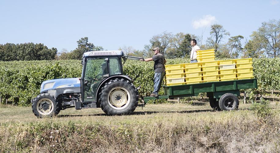 A Day In The Life Of: Shade Mountain Vineyard and Winery during harvest ...