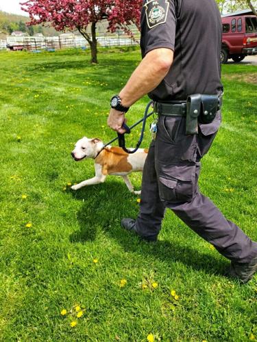 Nine dogs, three cats recovered from RV in Shamokin | News | dailyitem.com