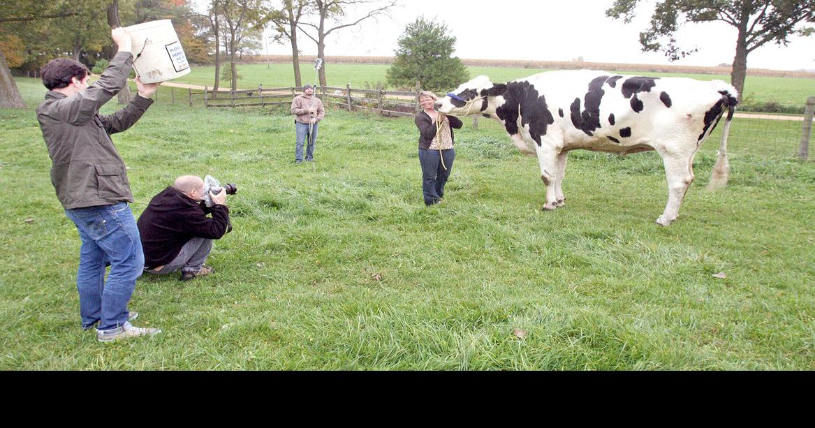 Meet Blosom, the 6-foot tall cow | News | dailyitem.com