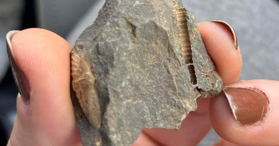 Fossil event allows participants to dig into geology | News | dailyitem.com