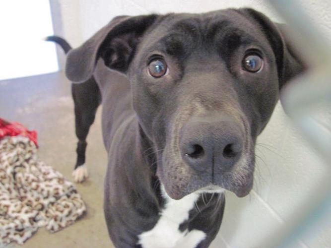Pets in need of homes at the Danville SPCA | Local News | dailyitem.com