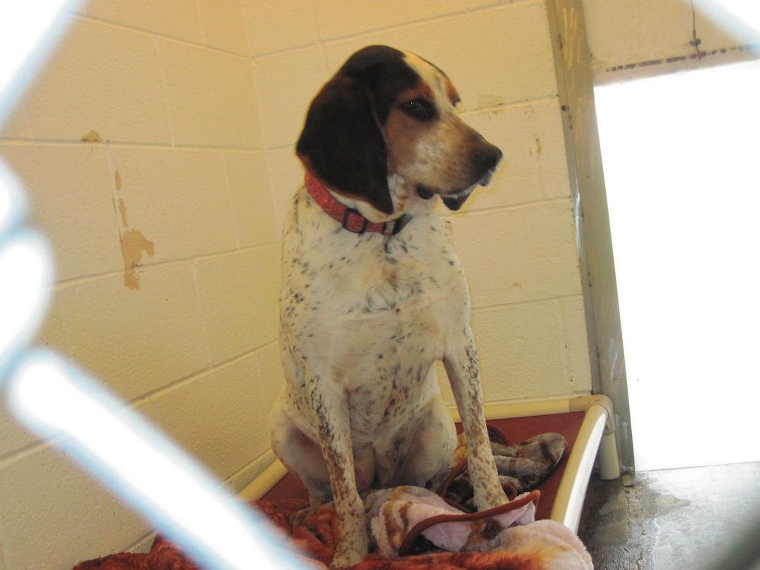Three dogs are available for adoption at the Danville SPCA | News ...