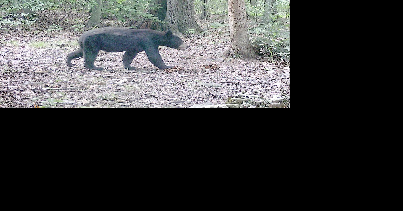 Identifying the perfect caliber | Sports | dailyitem.com