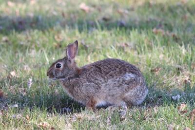 Virus hitting Pennsylvania's rabbits | Sports | dailyitem.com