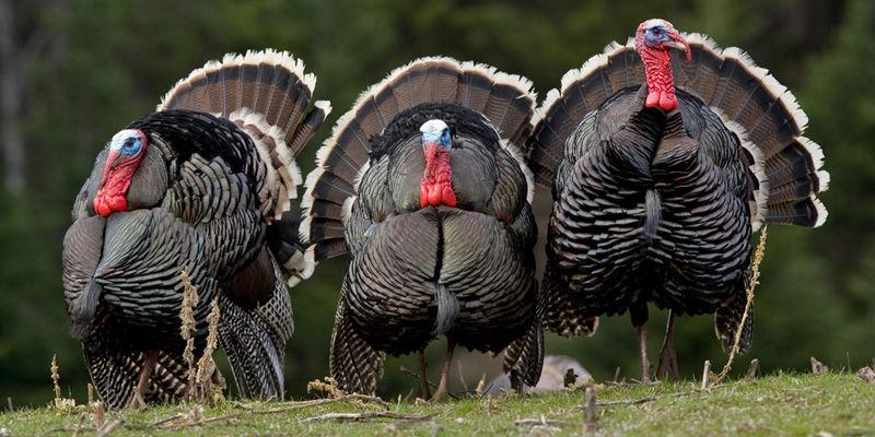 Spring primer: Get ready to gobble up the gobblers | | dailyitem.com
