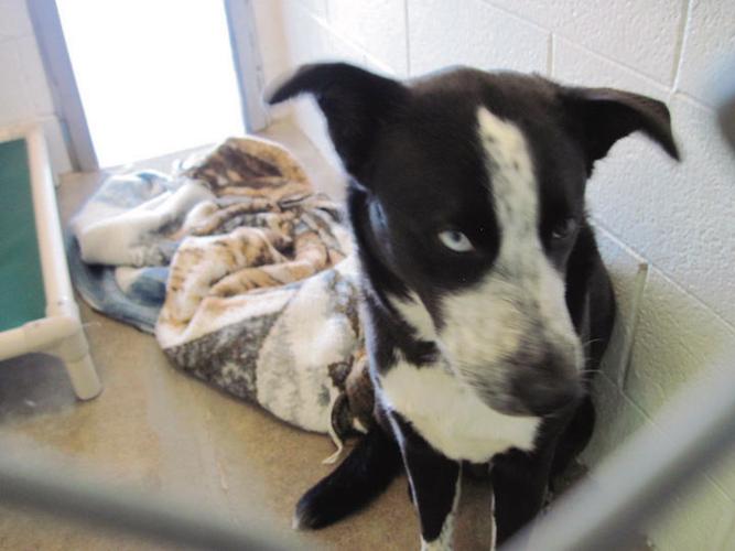 Two cats, two dogs looking for homes at the Danville SPCA | Local News ...