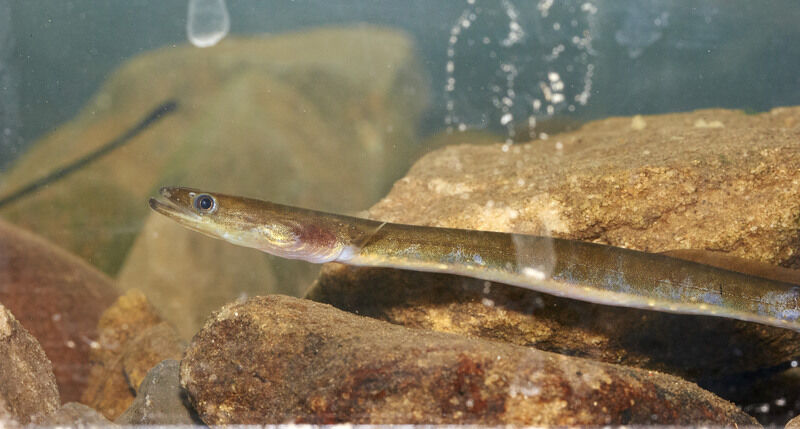 Lewisburg continues 'eels in classroom' program | Union County ...