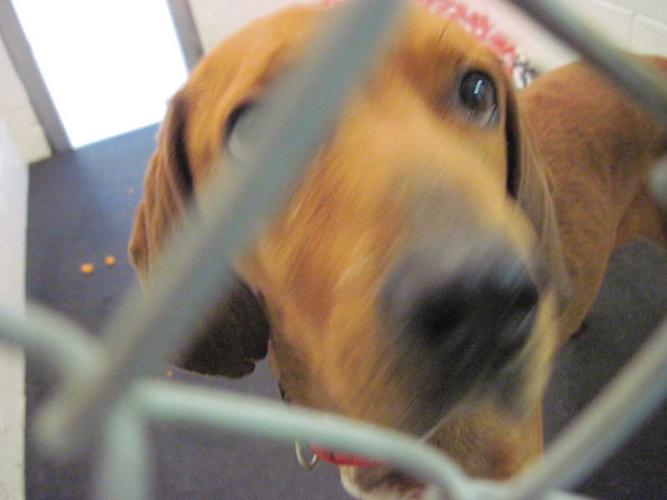 Danville SPCA has dogs, cats available for loving homes | Local News ...