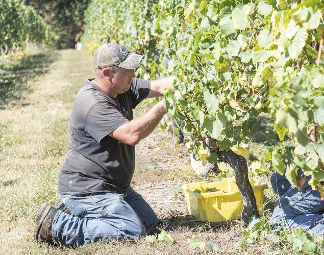 A Day In The Life Of: Shade Mountain Vineyard and Winery during harvest ...