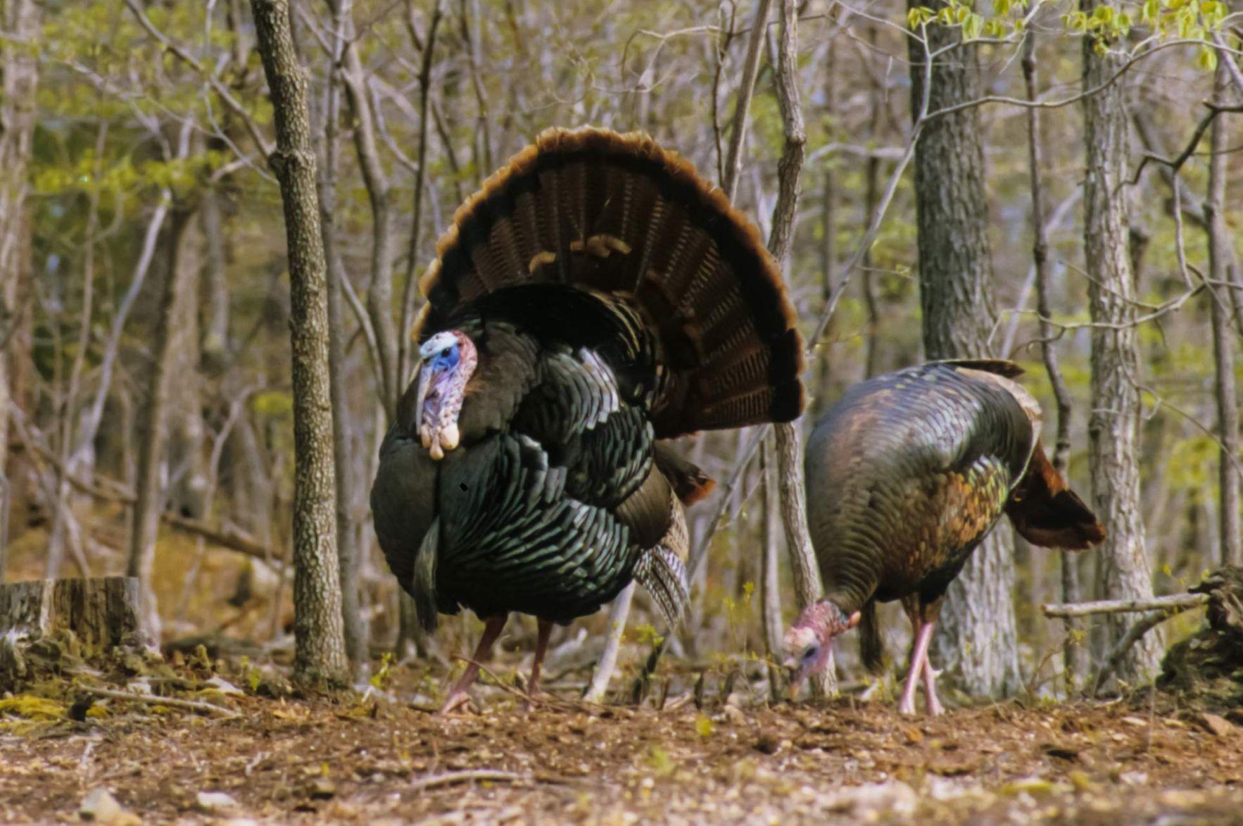 Gobbler gurus strut stuff with spring turkey hunting tips | Outdoors ...