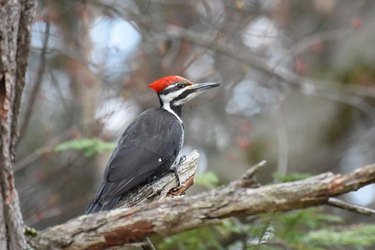 Research re-discovers 'extinct' ivory-billed woodpecker | Sports ...