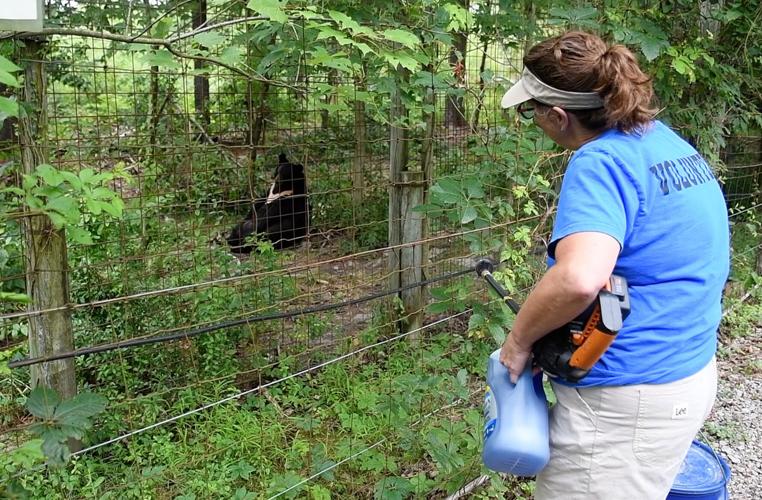 A DAY IN THE LIFE OF: T&D's Cats of the World houses a jungle in Valley ...